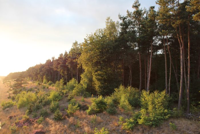 Above: Ecotone interface along the edge between forest and field.